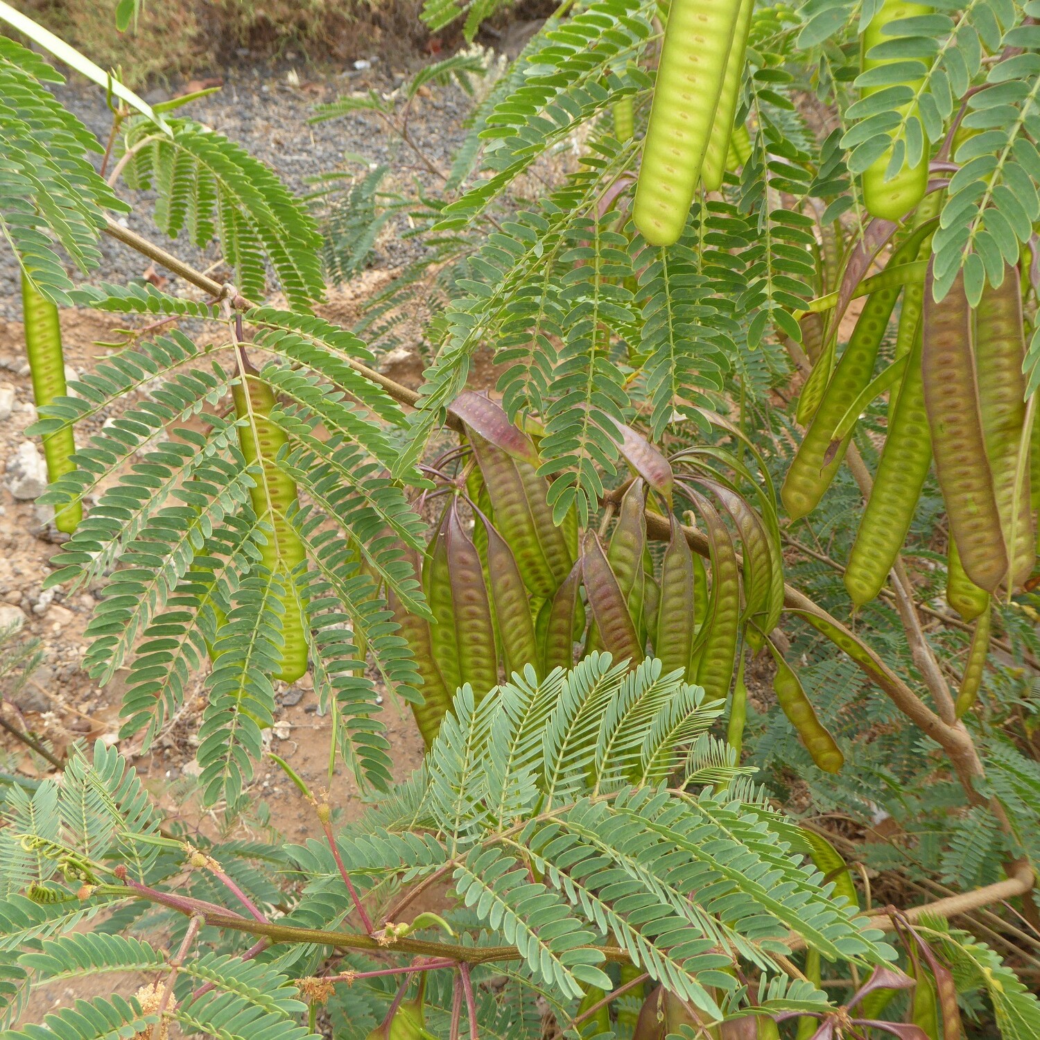 Flora exótica invasora en Lanzarote - Club Producto Turístico